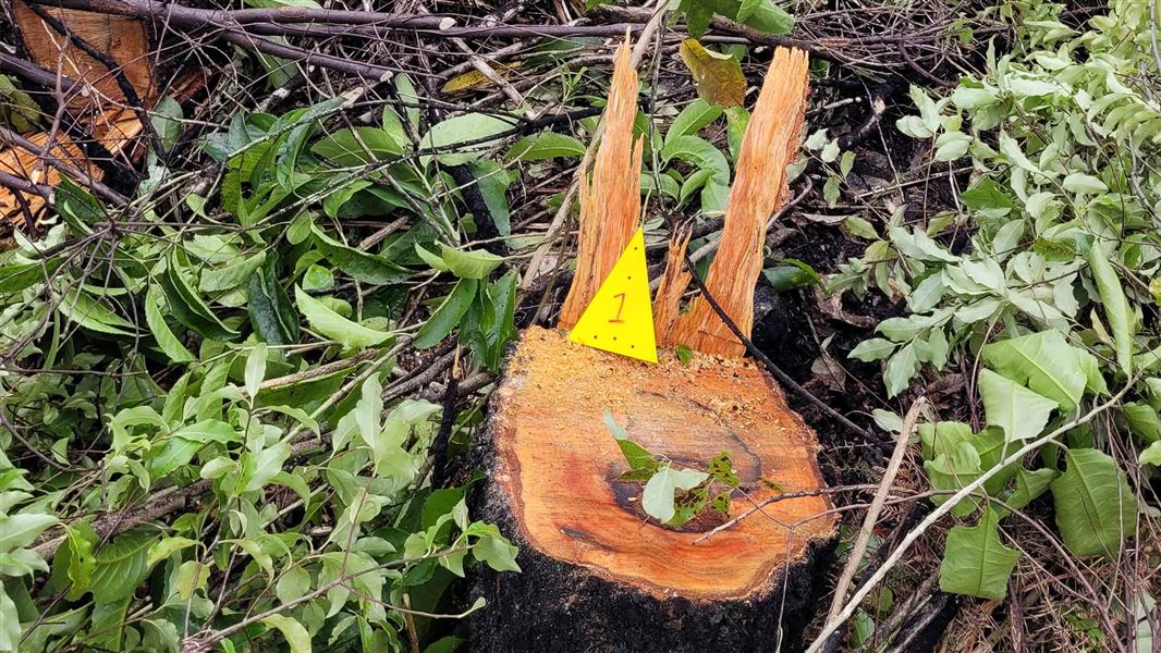 Hefty penalty for cutting down protected native trees: Media release 30 ...